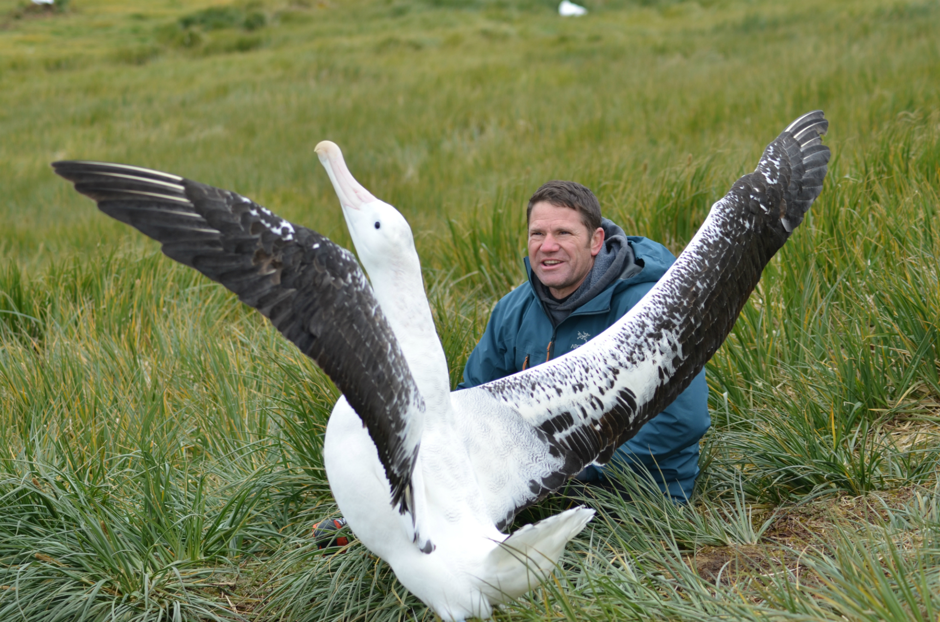 Albatross Compared To Human