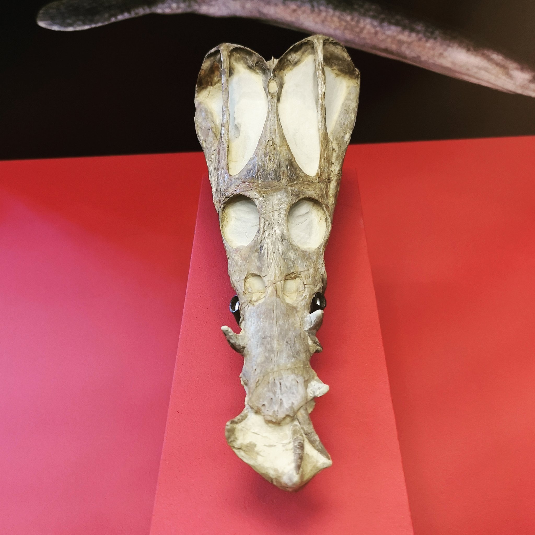 Nothosaurus Skeleton