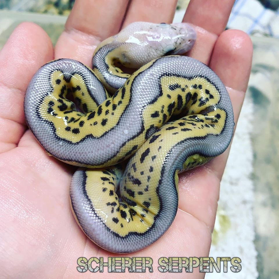 Axanthic Killer Clown Ball Python