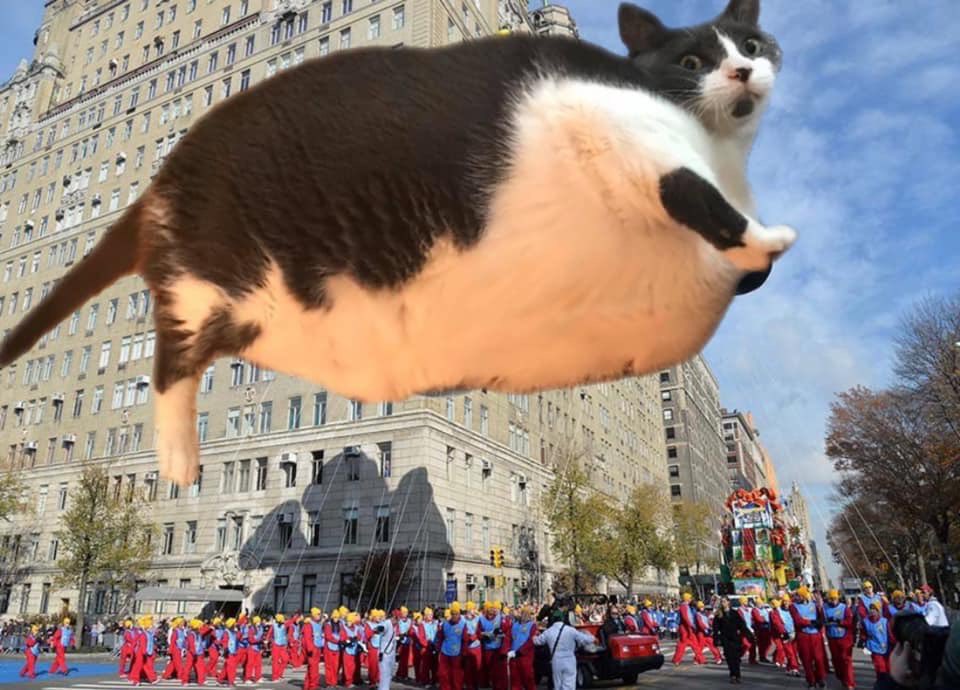 Really Fat Cats