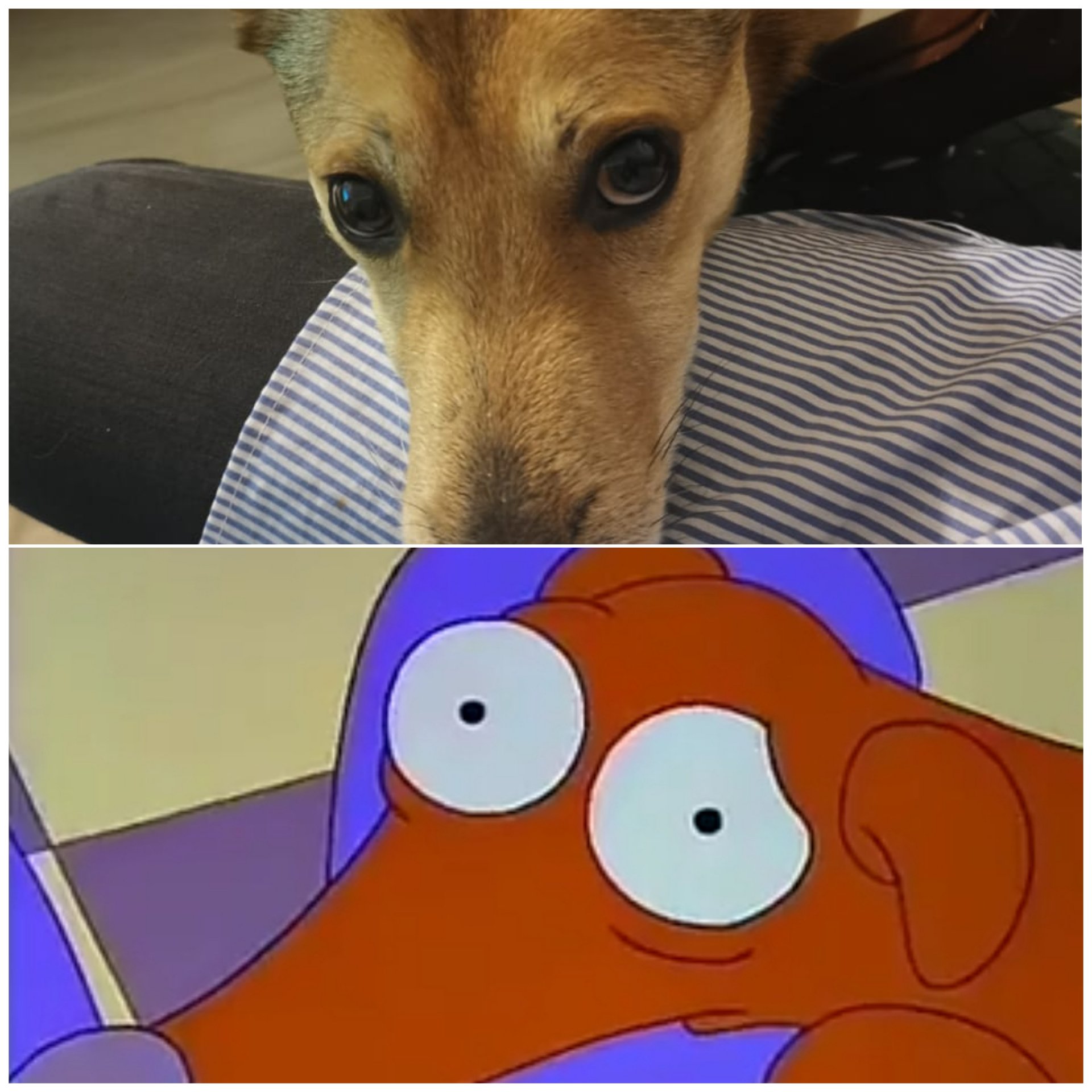 Memes Perro Simpsons