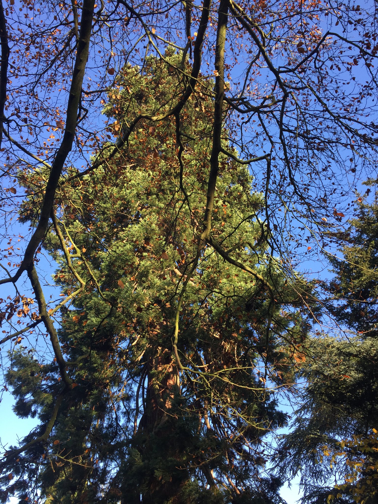 Dr Cristina Devecchi on Twitter: "Crispy walk through @Kings_College #FellowsGarden. Sometimes ...