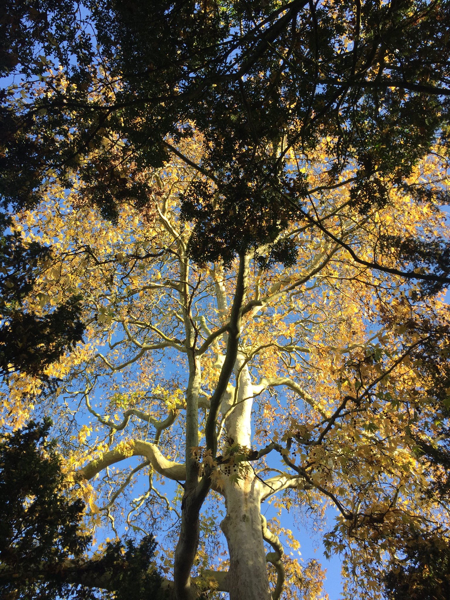 Dr Cristina Devecchi on Twitter: "Crispy walk through @Kings_College #FellowsGarden. Sometimes ...