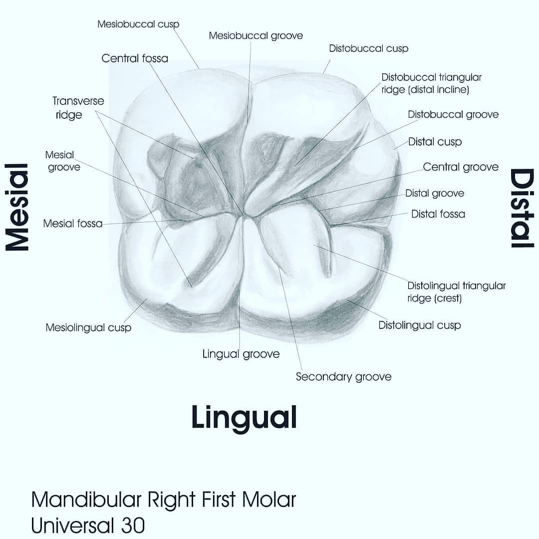 Molar Tooth Anatomy