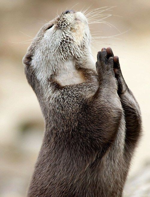 Animals Praising God