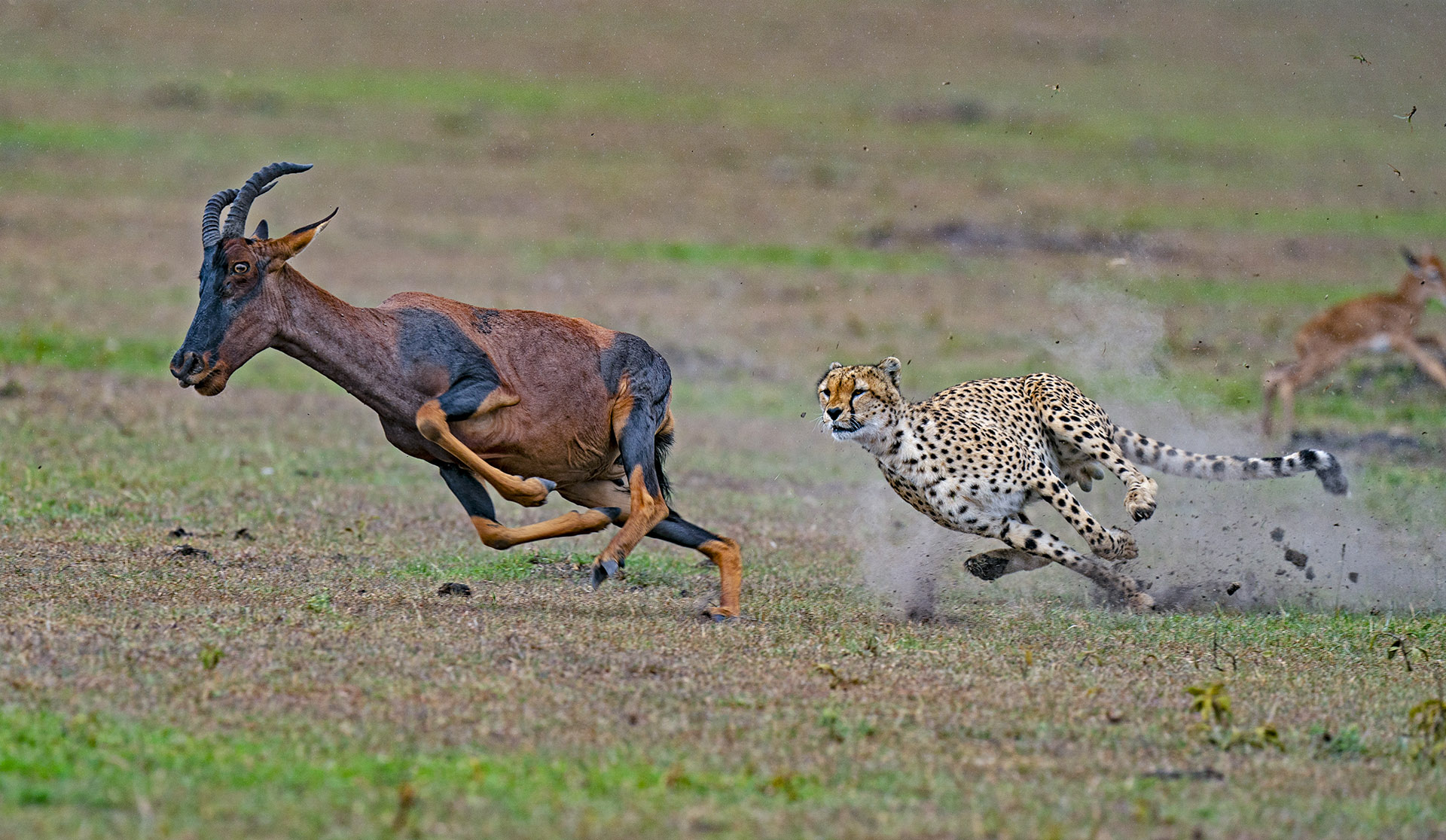 Cheetah Hunting Antelope