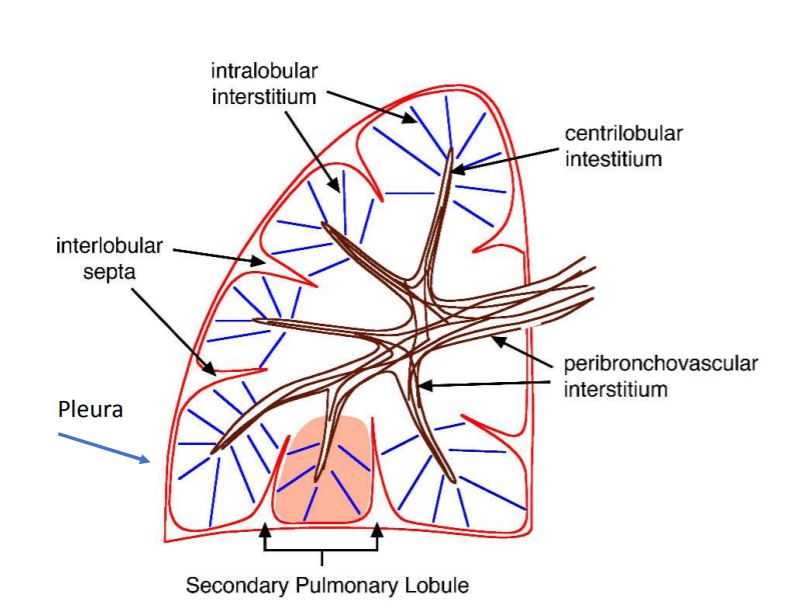 Interlobular Septa