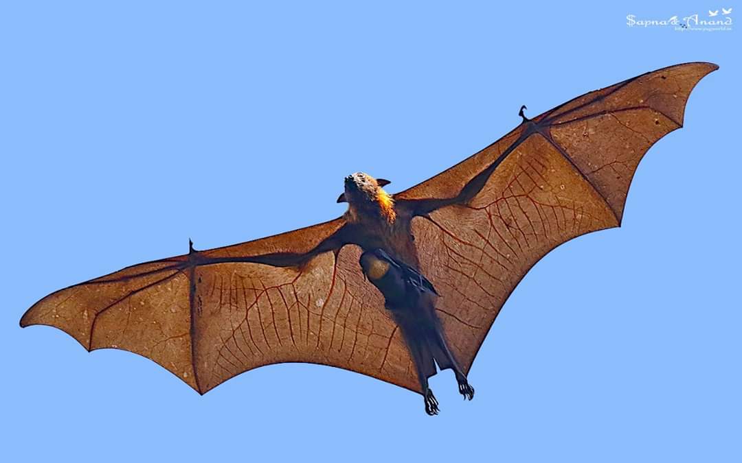 (Spoilers Extended) little research on what kind of bats inhabit ...