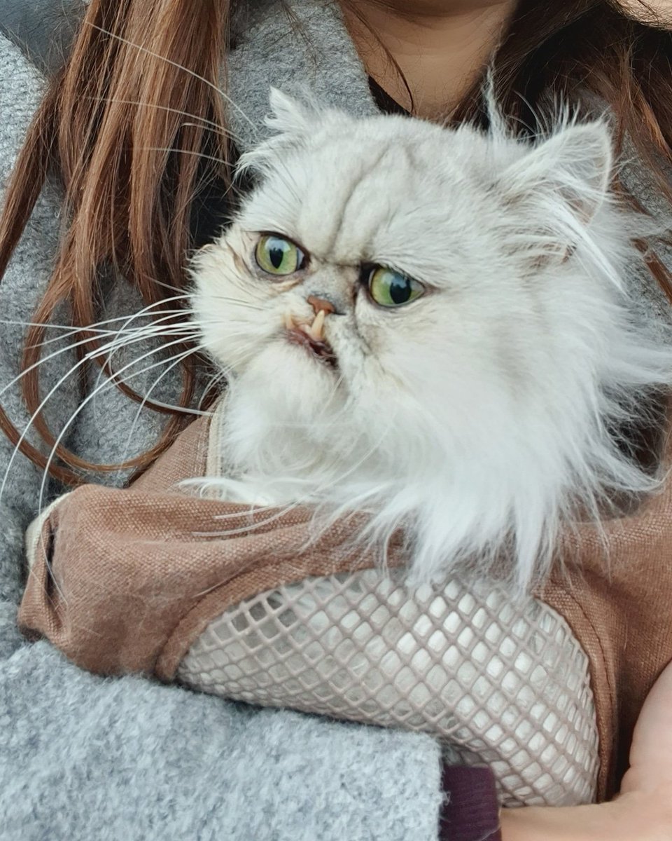 Wilfred Warrior @wilfred_warrior Timeline, The Visualized Twitter ...