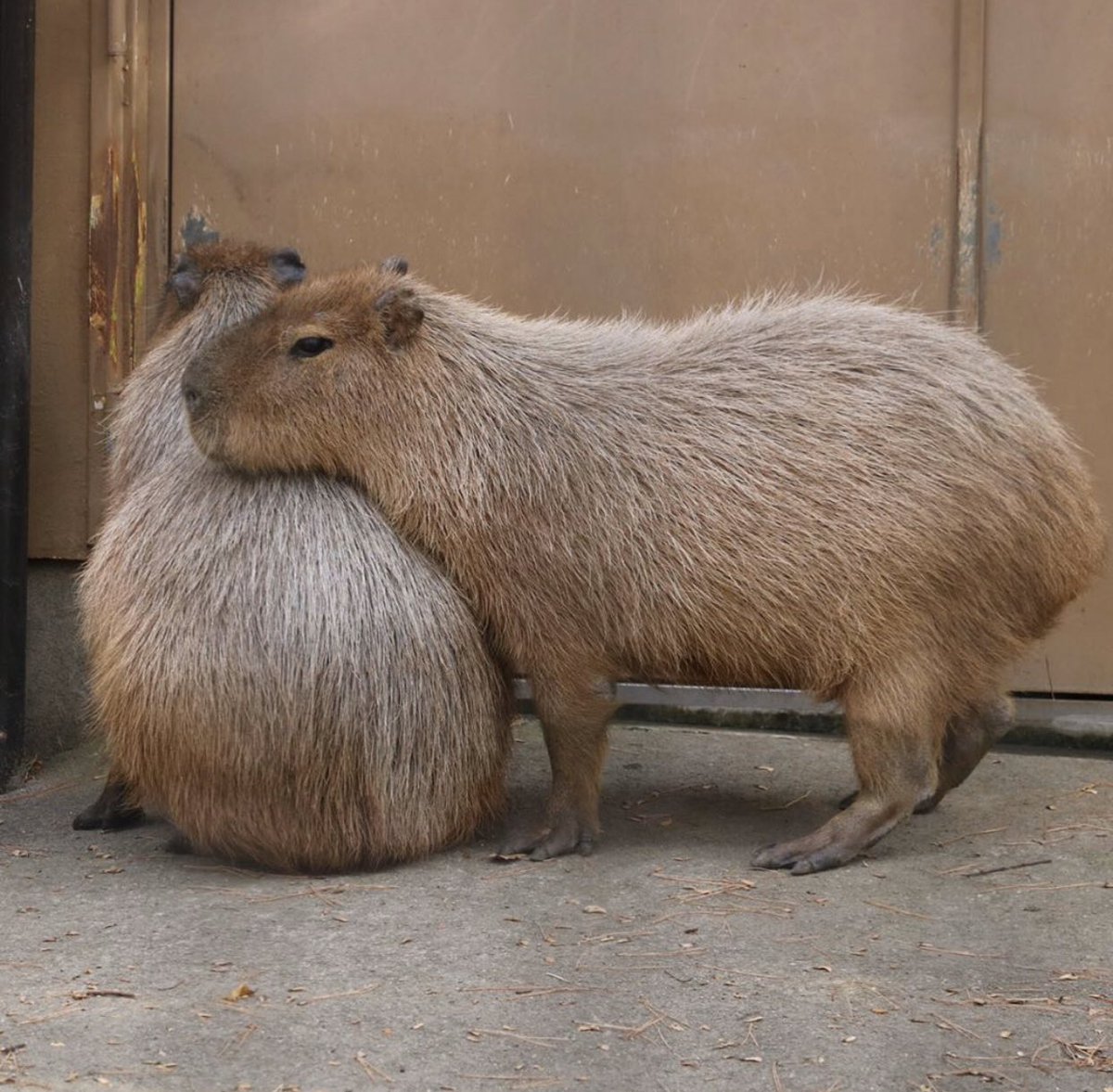 Capybara