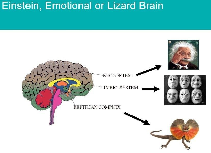 Neo Cortex And Limbic System