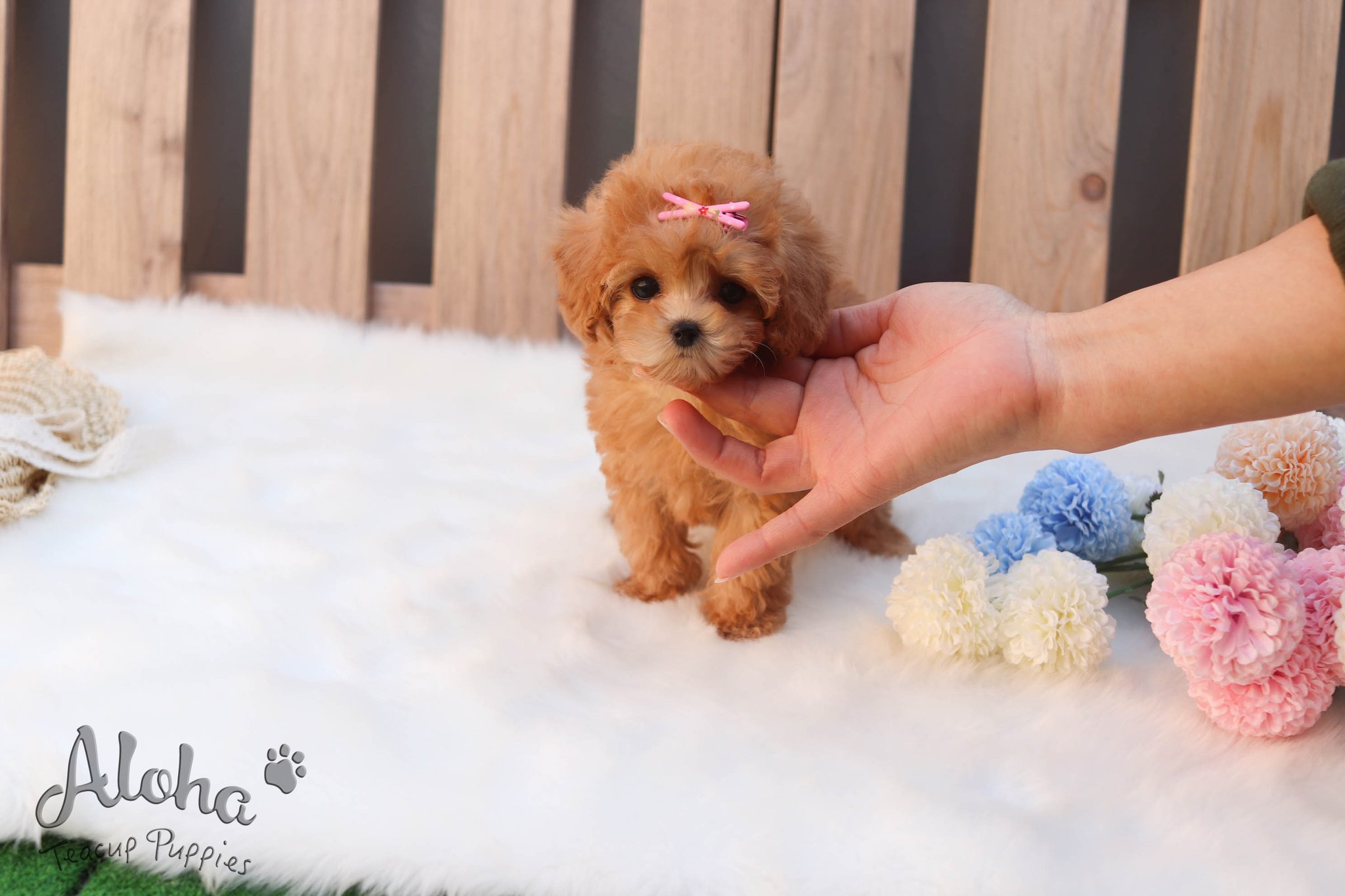 Red Teacup Maltipoo