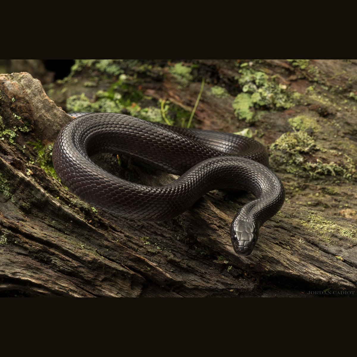 Mexican King Snake Wallpaper