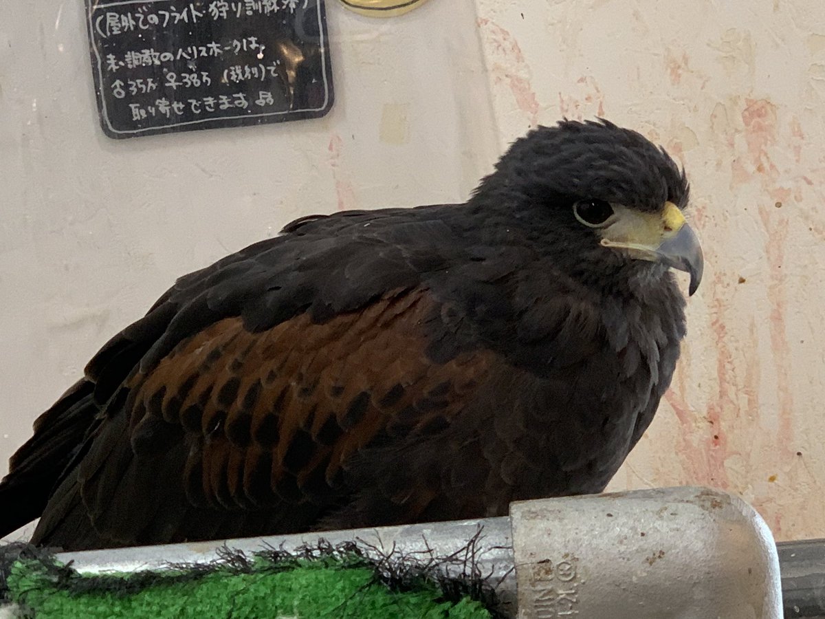 「ニコニコキャンベル? 」izayoiの漫画