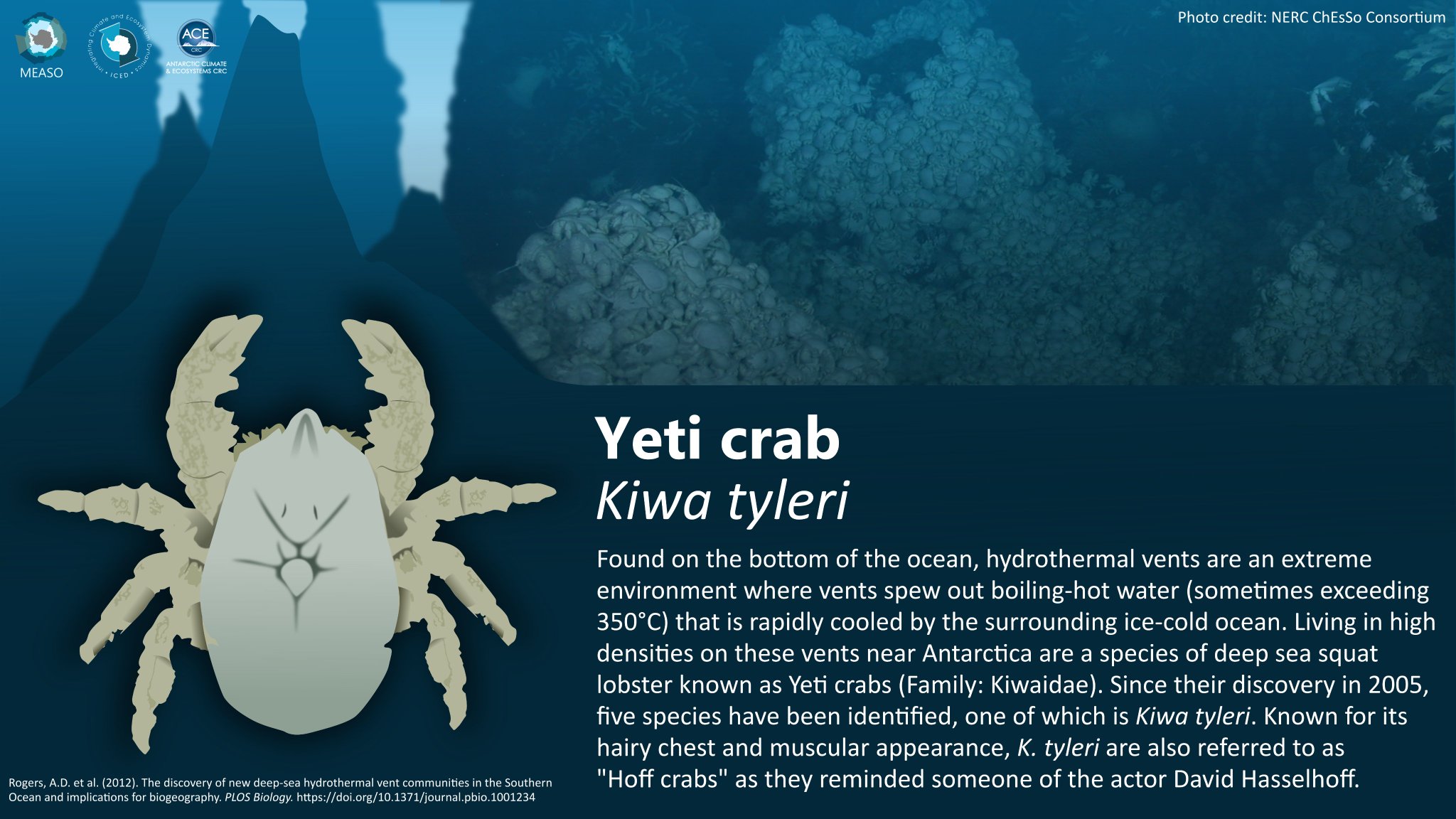 Yeti Crab Yeti Crab | Kiwa Hirsuta Is A Crustacean Discovered In 2005