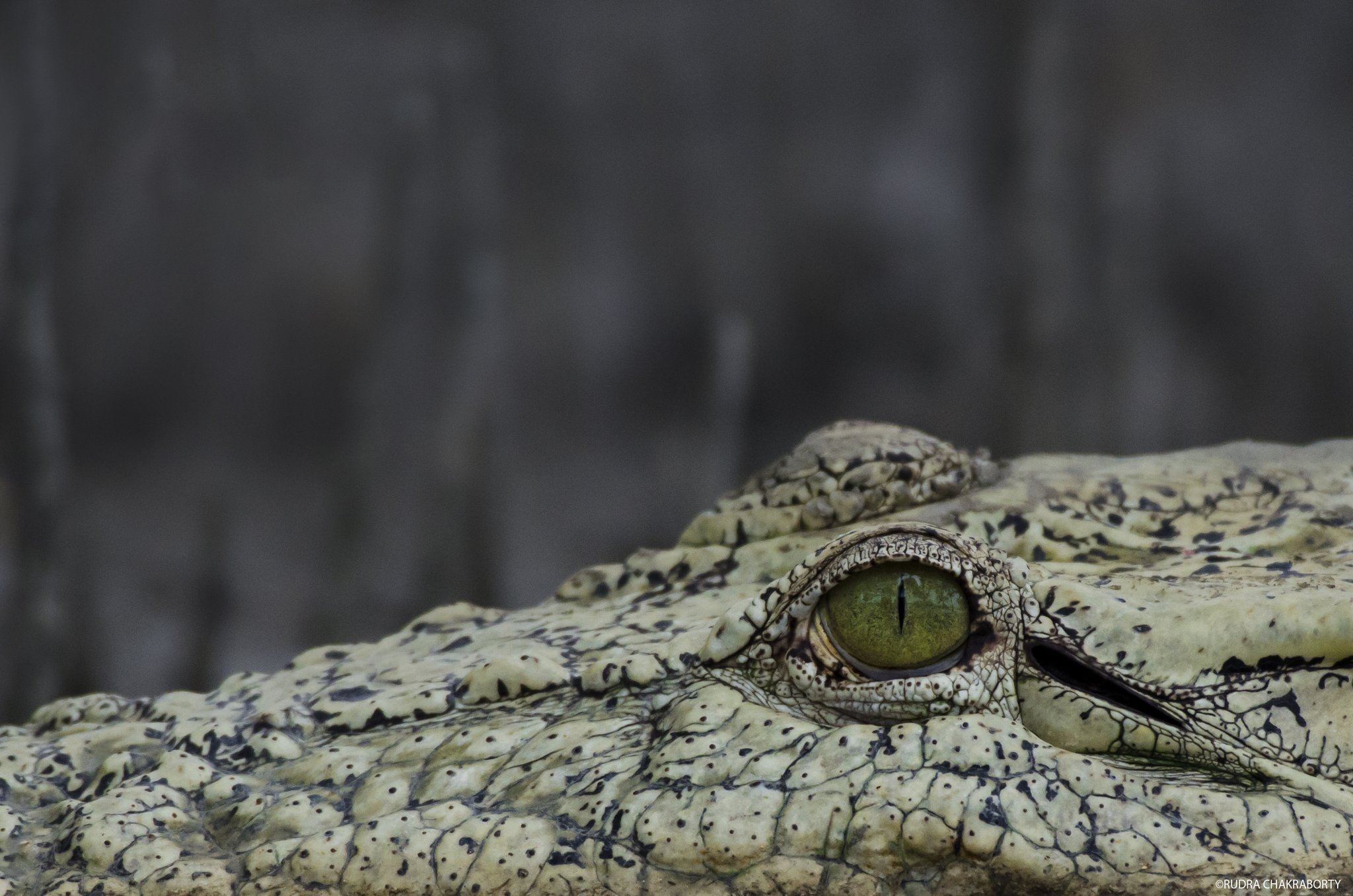 Leucistic Crocodile