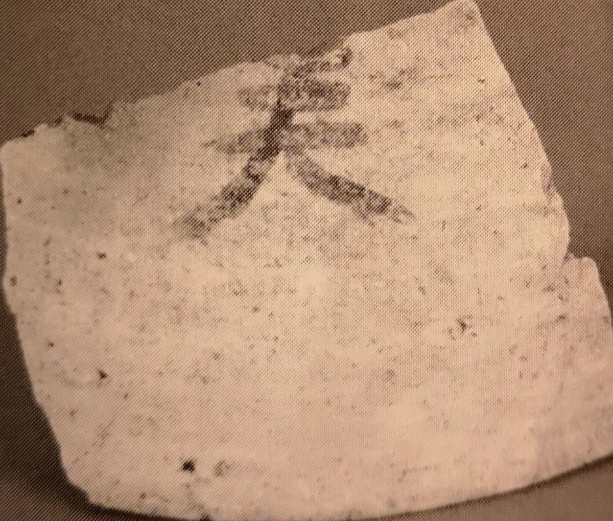 nobutake_Ishii on Twitter: "夷と思われていたものが奉の簡体であったとも言われていますね。…