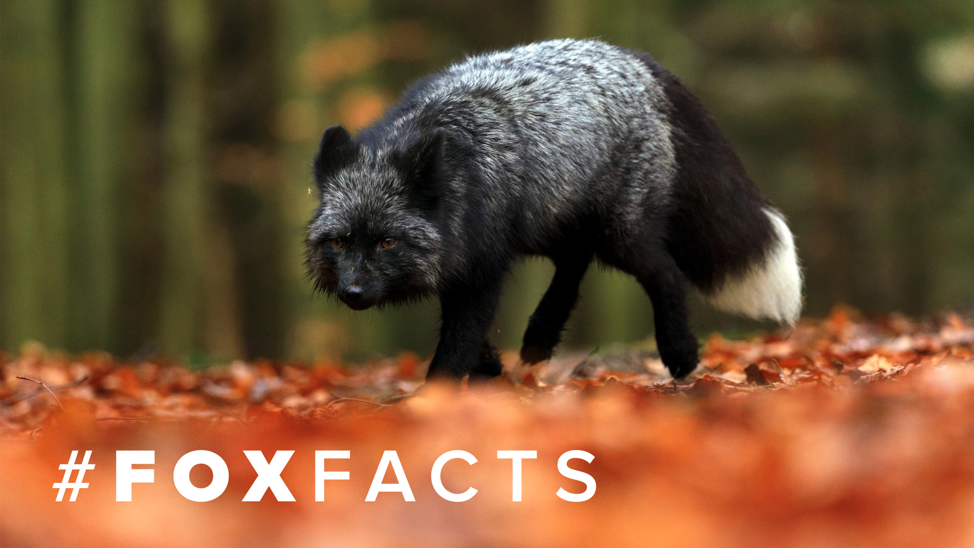 Black Fox Species Red Fox | Established Pest Animal Species | Pest