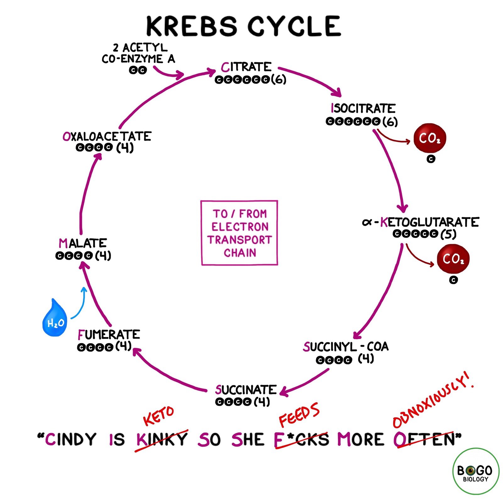 Respiratory Mnemonics
