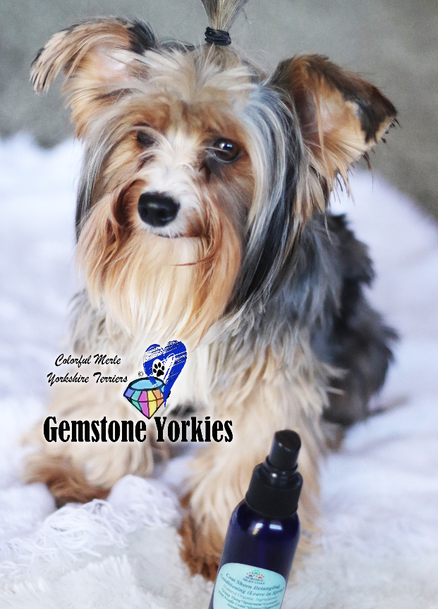 Teacup Yorkie Adult