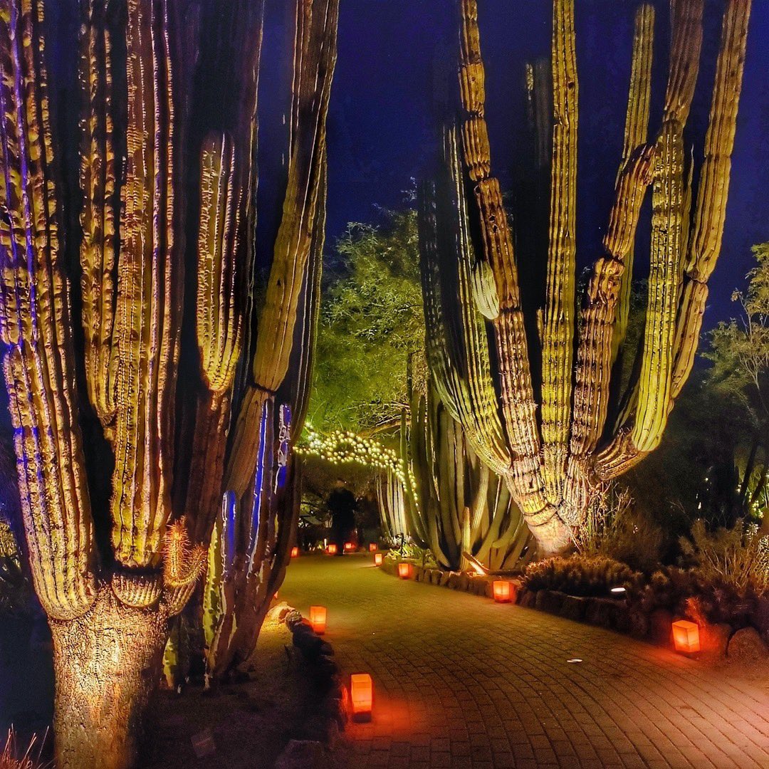 Botanical Garden At Night