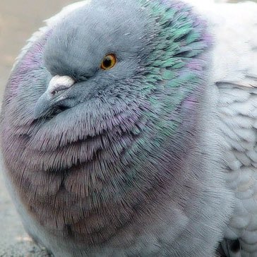 Fattest Pigeon In The World