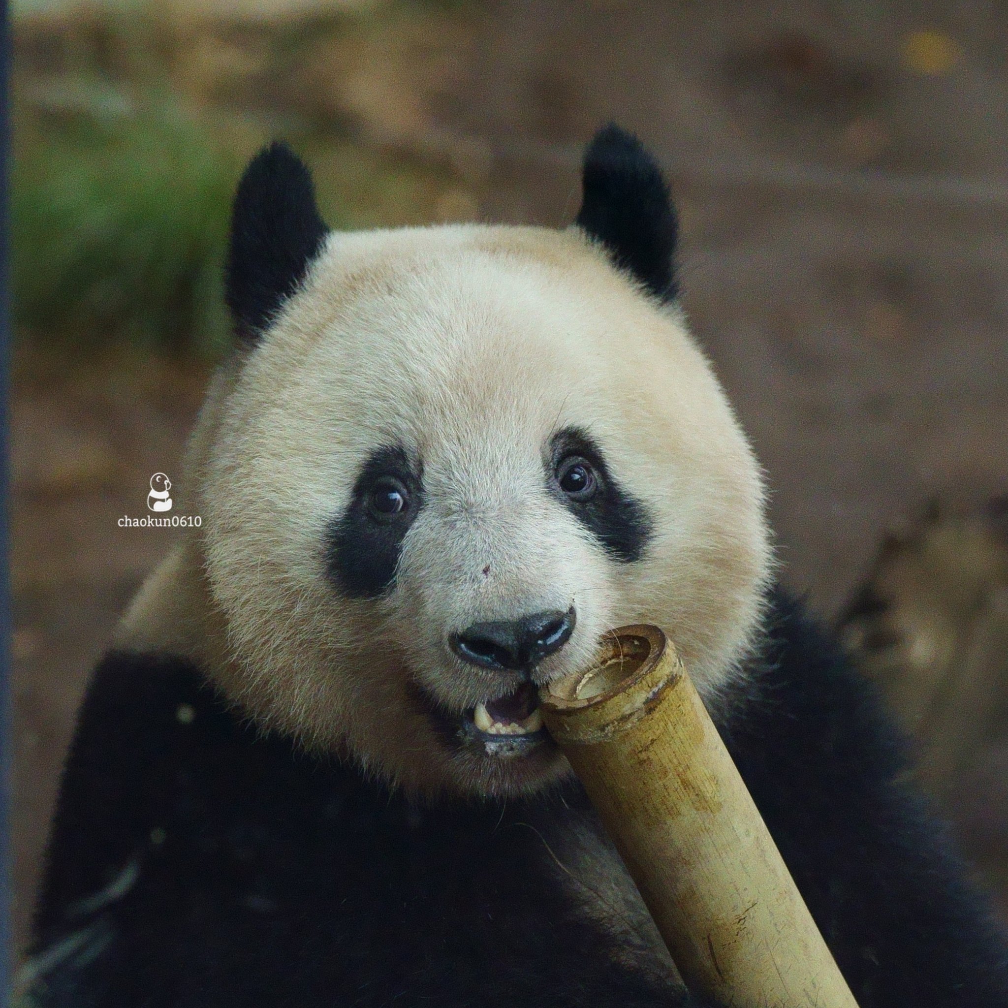 ﾁｬｵ CHAOKUN0610 on Twitter: "12.07 シャンシャン ナニコレ... 可愛い過ぎるよー🤣🤣 ＃シャンシャン #xiangxiang ＃パンダ #Panda ...