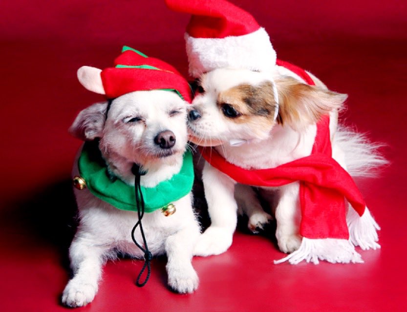 Dog Takes Christmas Photo to the Next Level with Her Adorable Resting ...