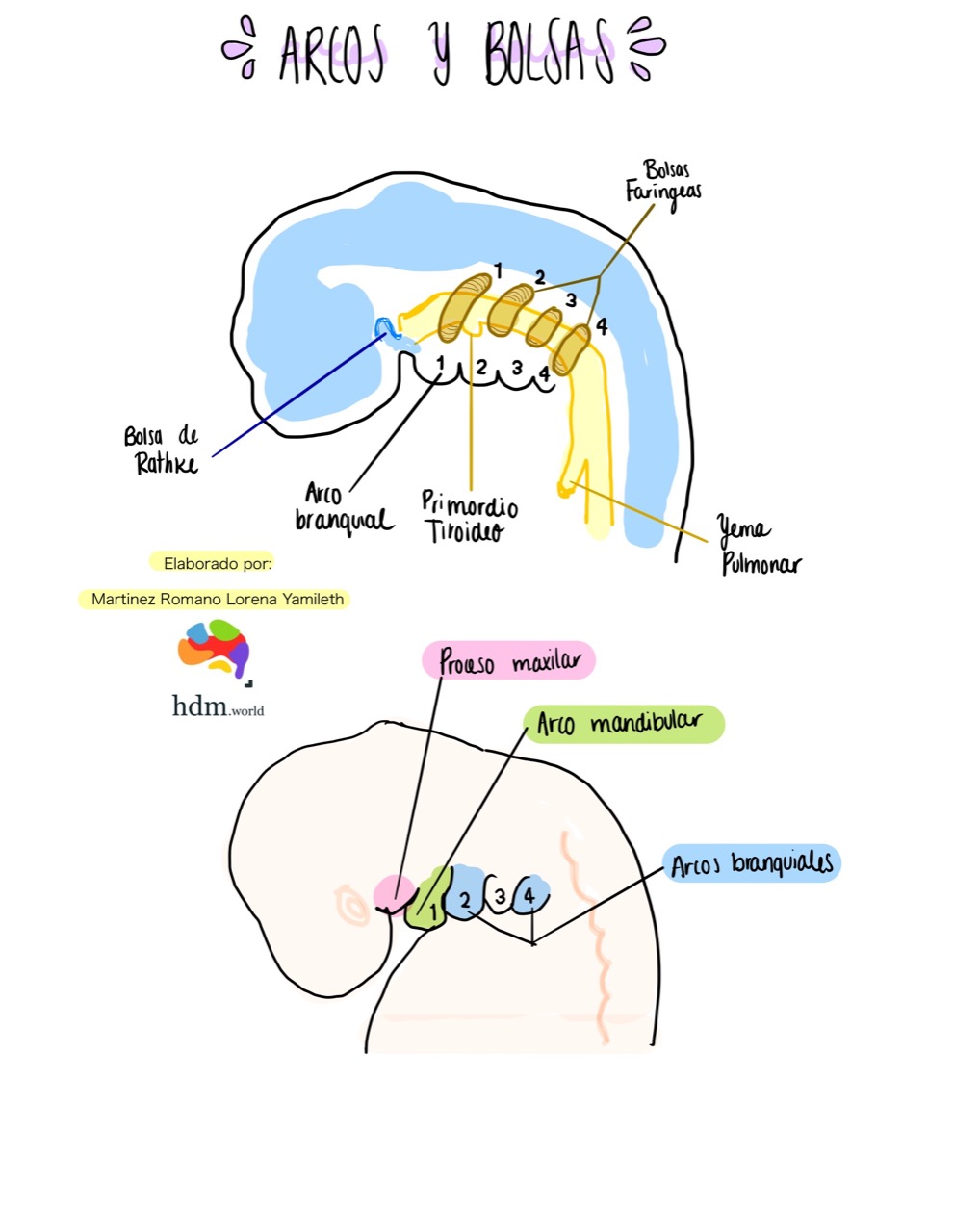 Bolsas Faringeas Faringe: O Que é, Embriologia E Anomalias
