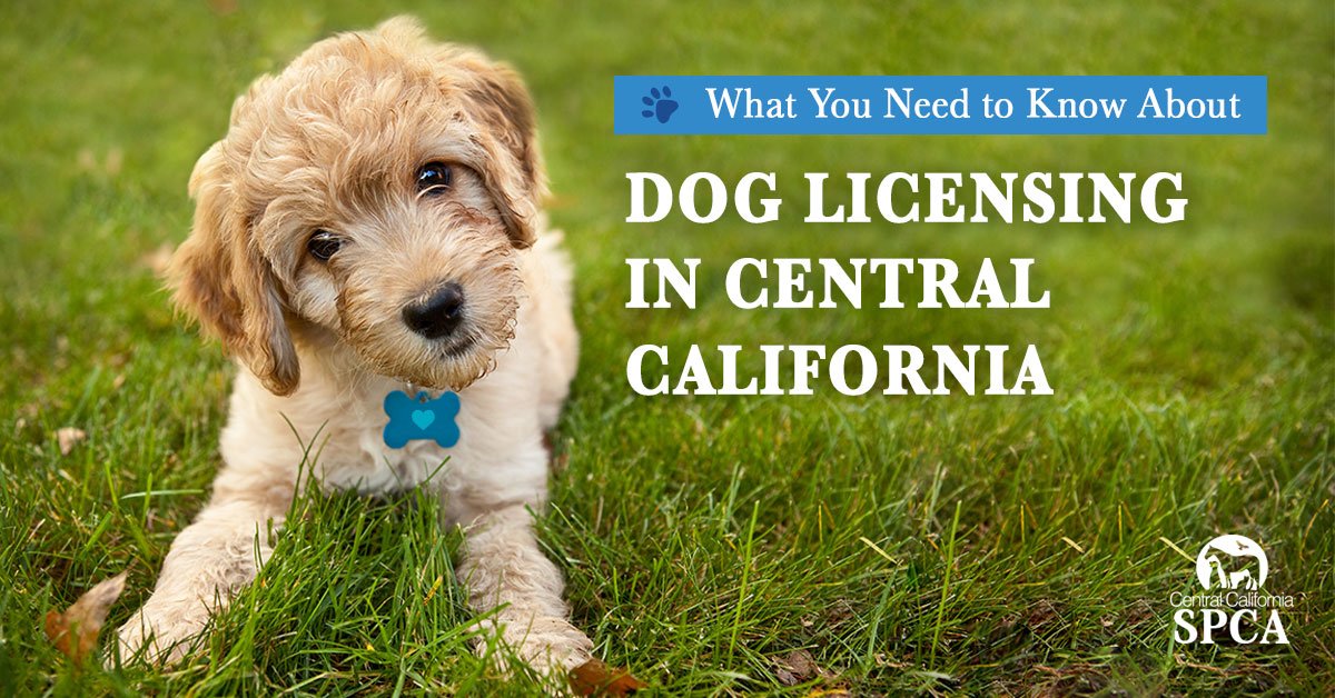 Do You Need A Dog License In California