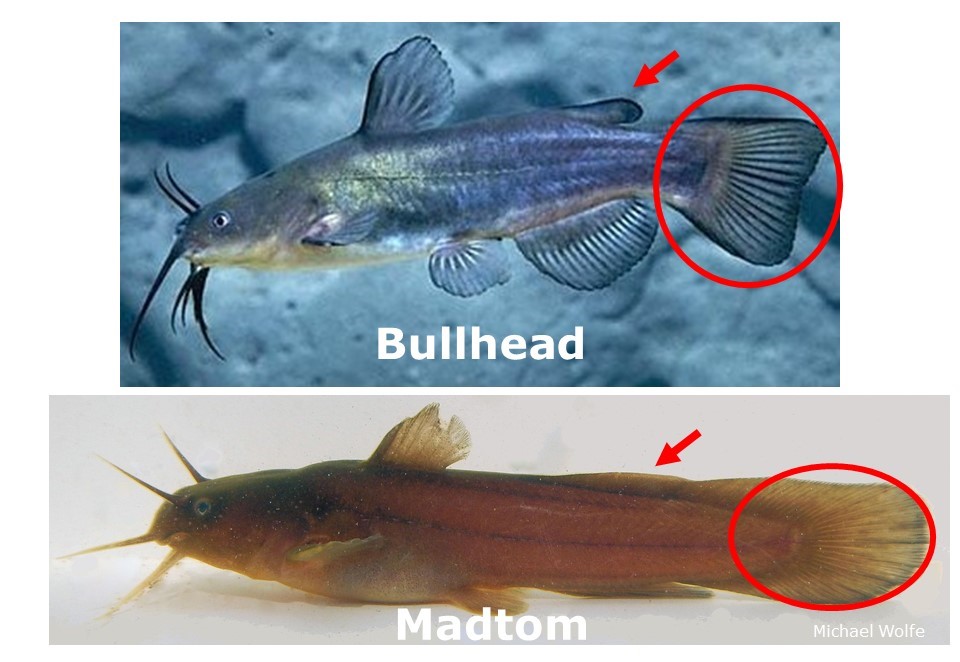 Black Bullhead Catfish Baby