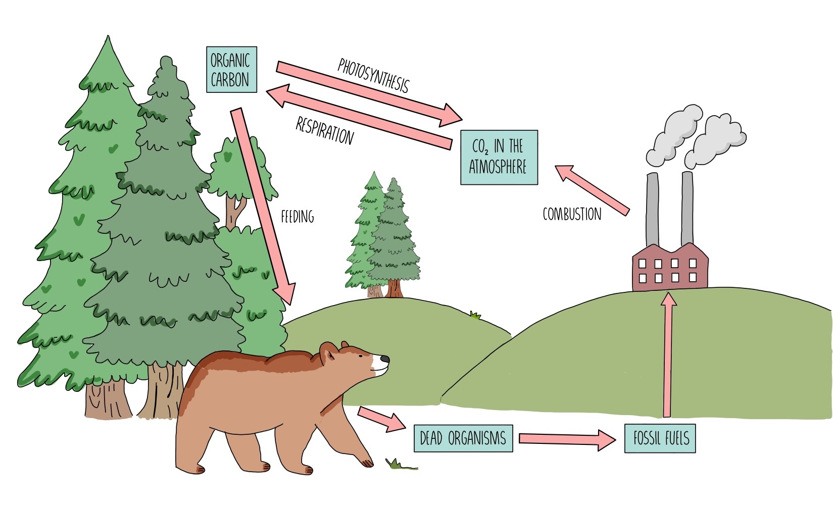 Carbon Cycle Diagram Gcse