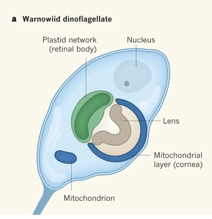 Dinoflagellate Labeled