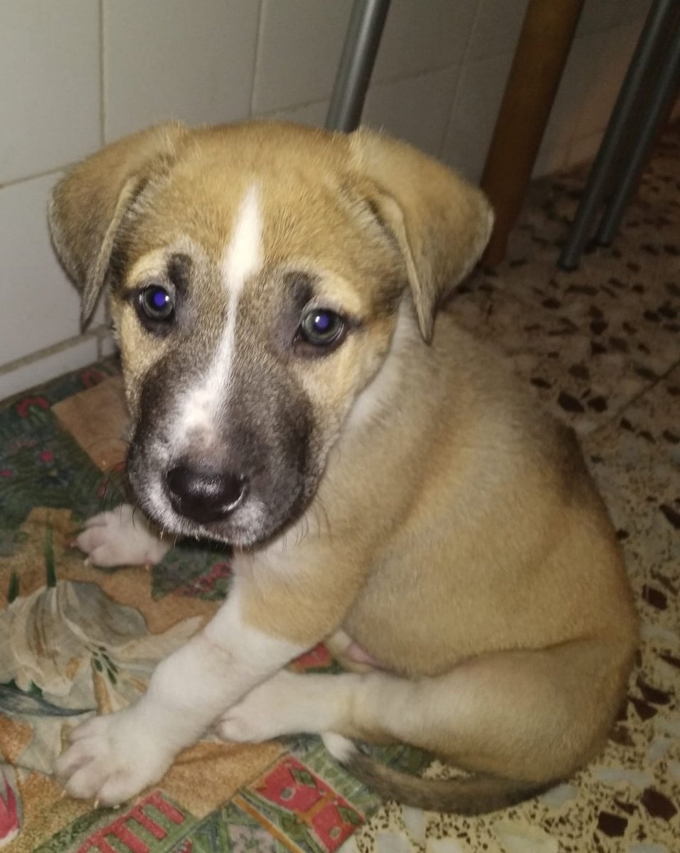 Pastor Aleman Cachorro 2 Meses