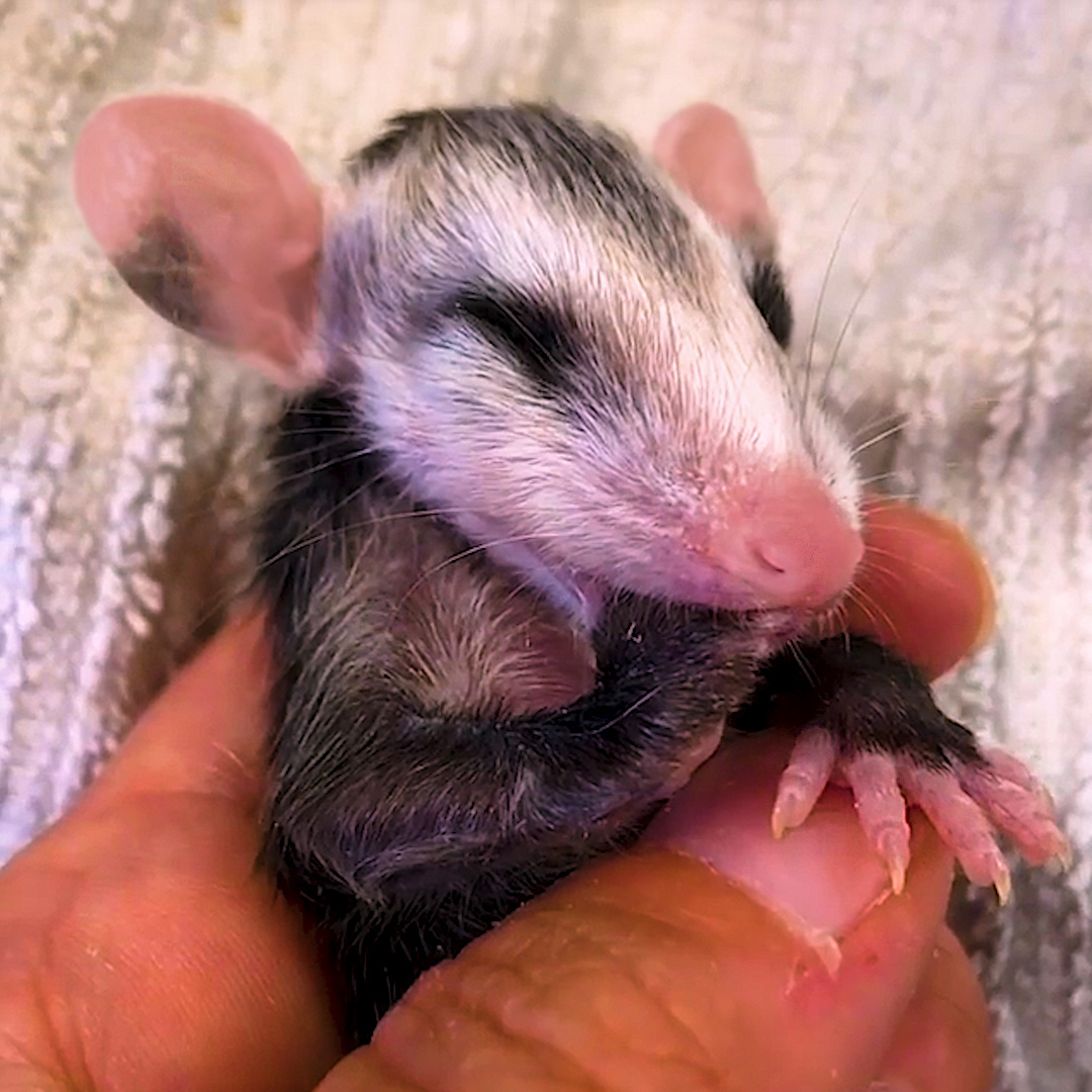 Watch these teeny opossums grow up and run back to the wild ️️ The Dodo ...