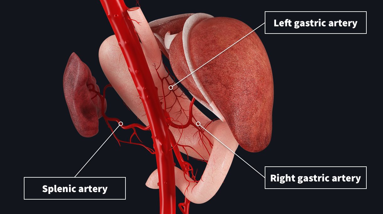 Common Hepatic Artery Model