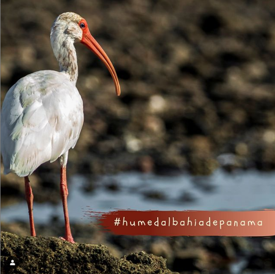 CIAM Panamá on Twitter: "El ibis blanco americano es una de las aves que habitan el Humedal ...