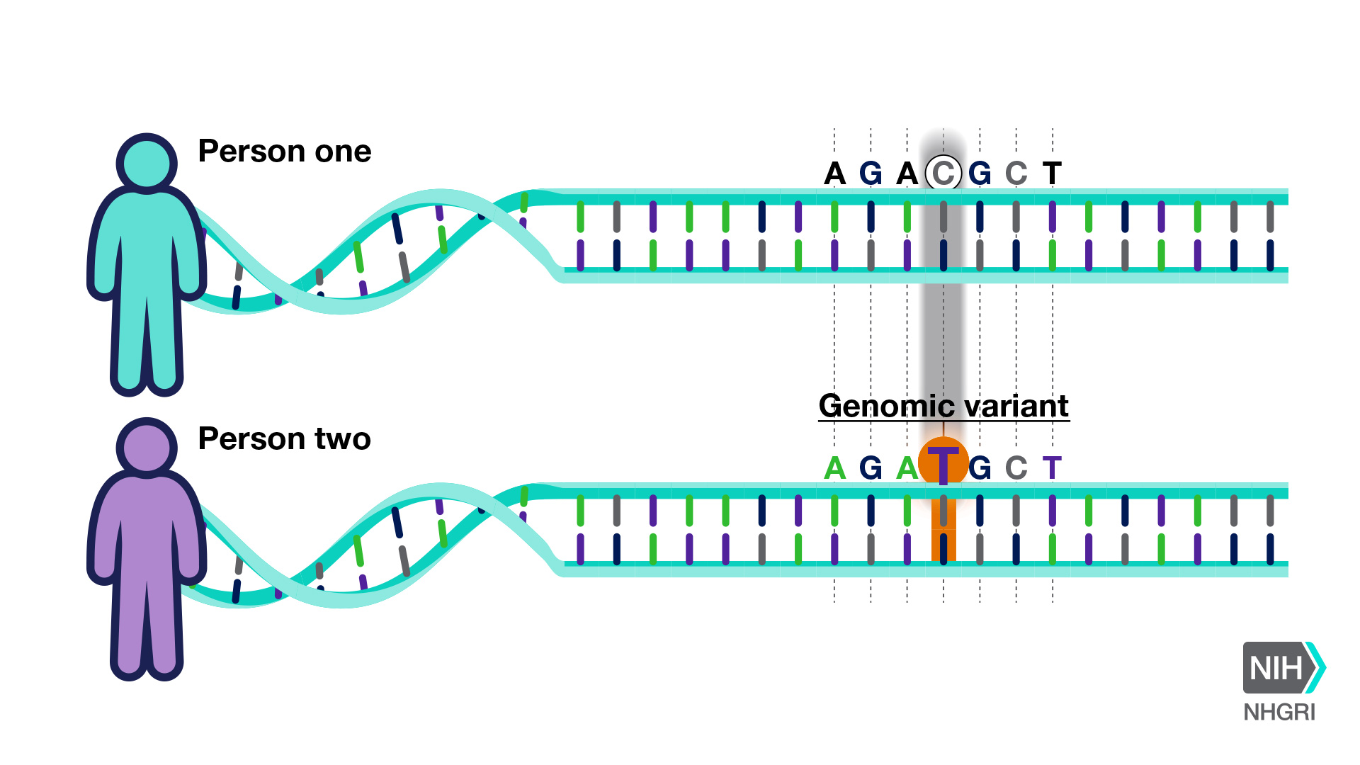 Similar Dna Sequences