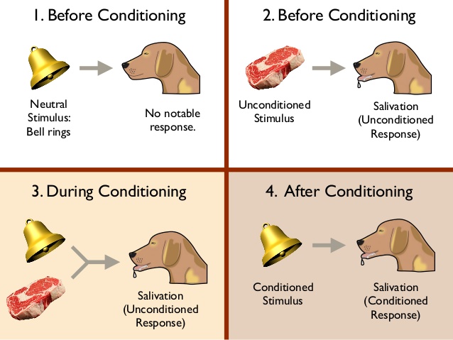 AP Psychology on Twitter: "Classical Conditioning - Learning in which ...