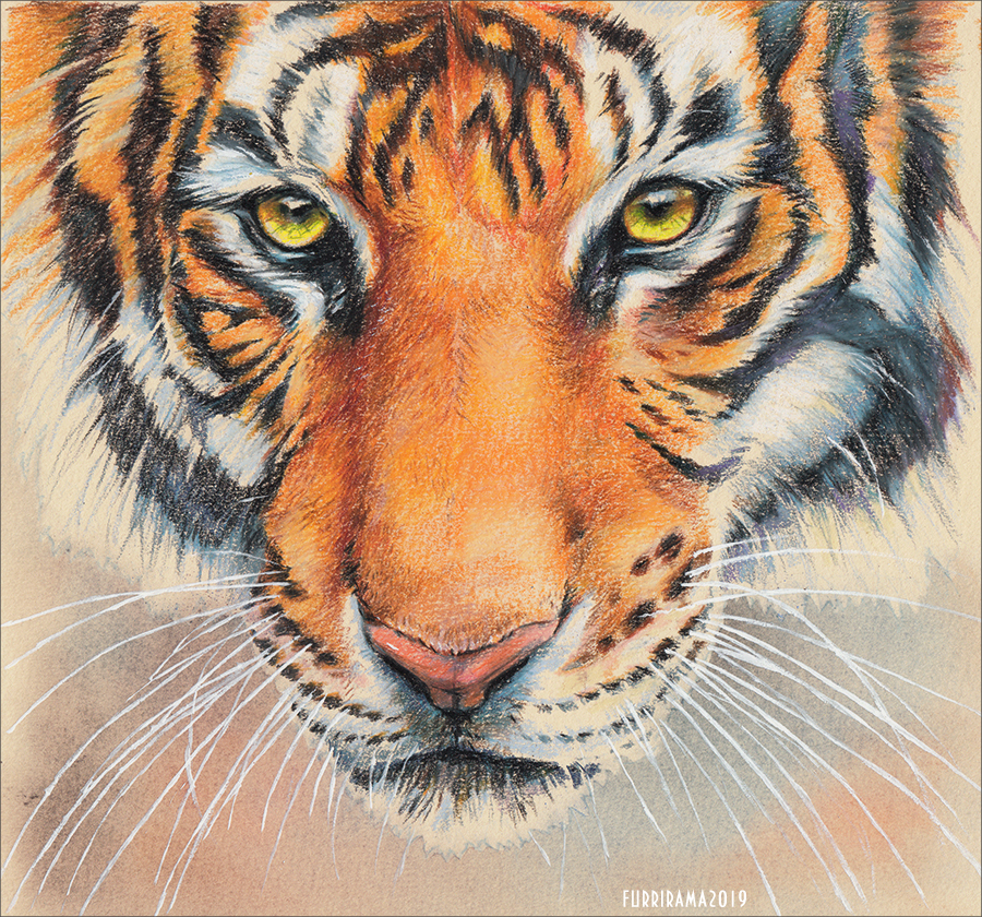 Tiger Colored Pencil Drawing
