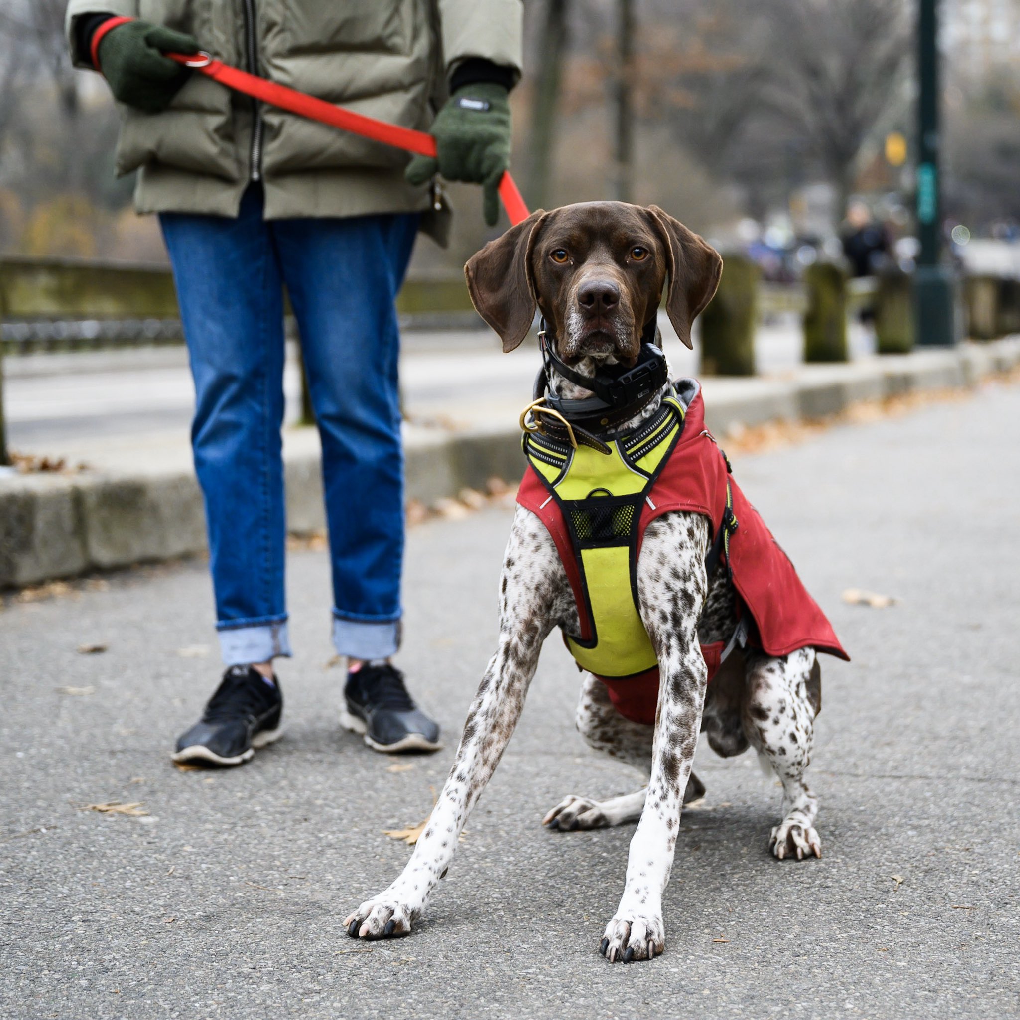 Are Ripped Bad For Dogs