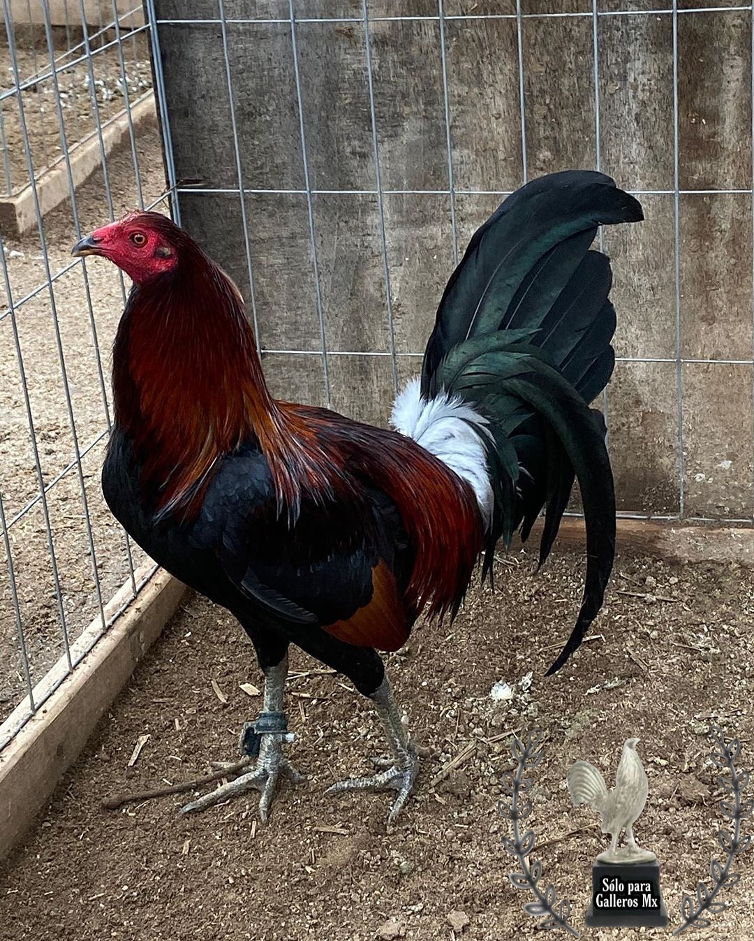 Gallos Hatch Leiper