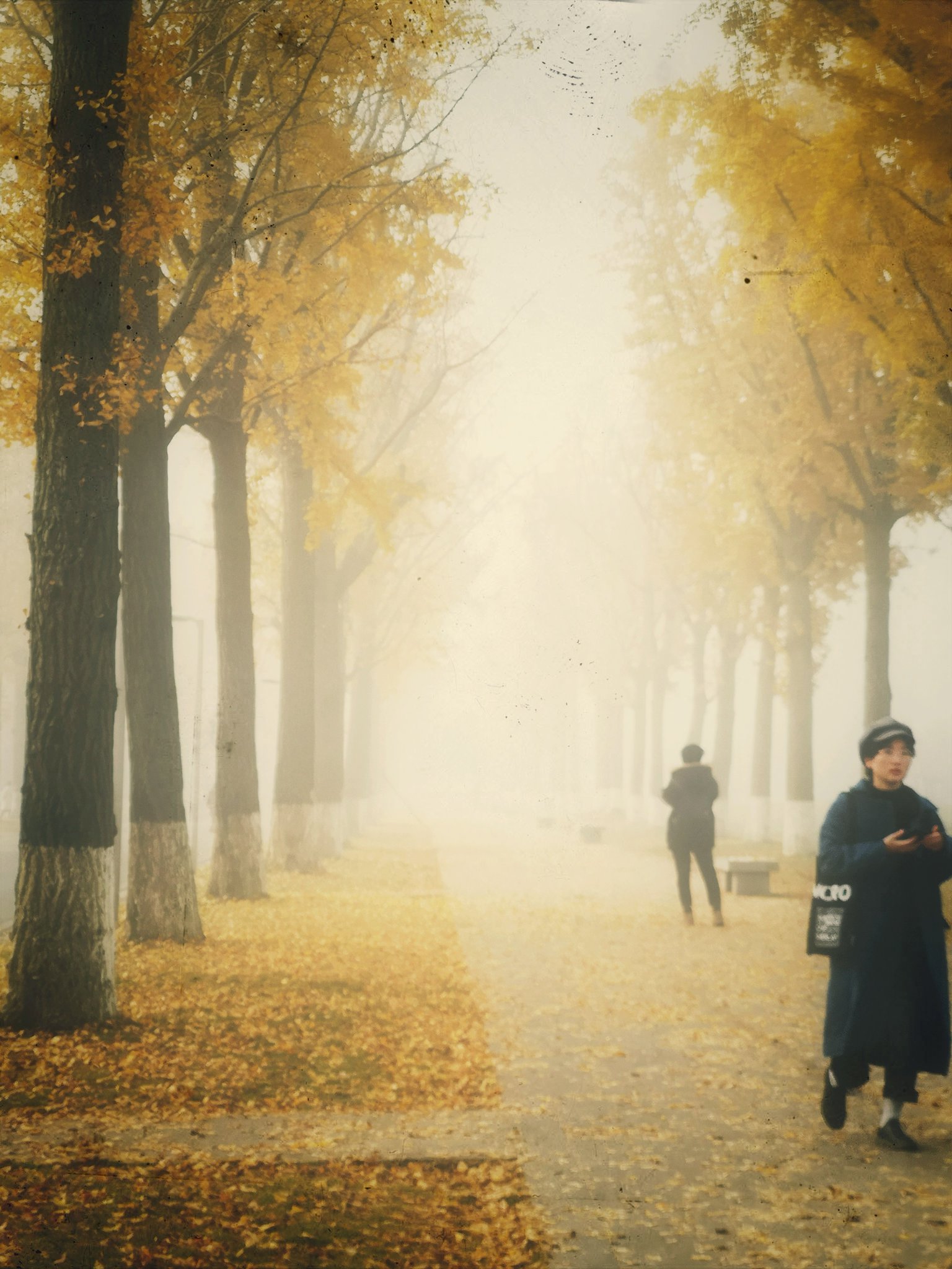 Huxi Wang on Twitter: "Last autumn in UESTC, I will miss the gingko here.…