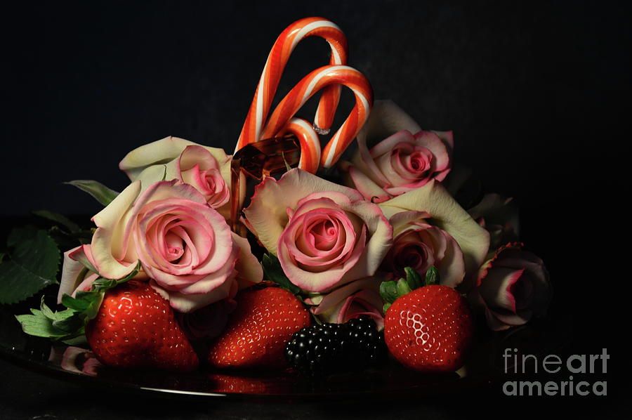 Roses and Candy Canes Holiday Photograhy Roses Floral Designs ...