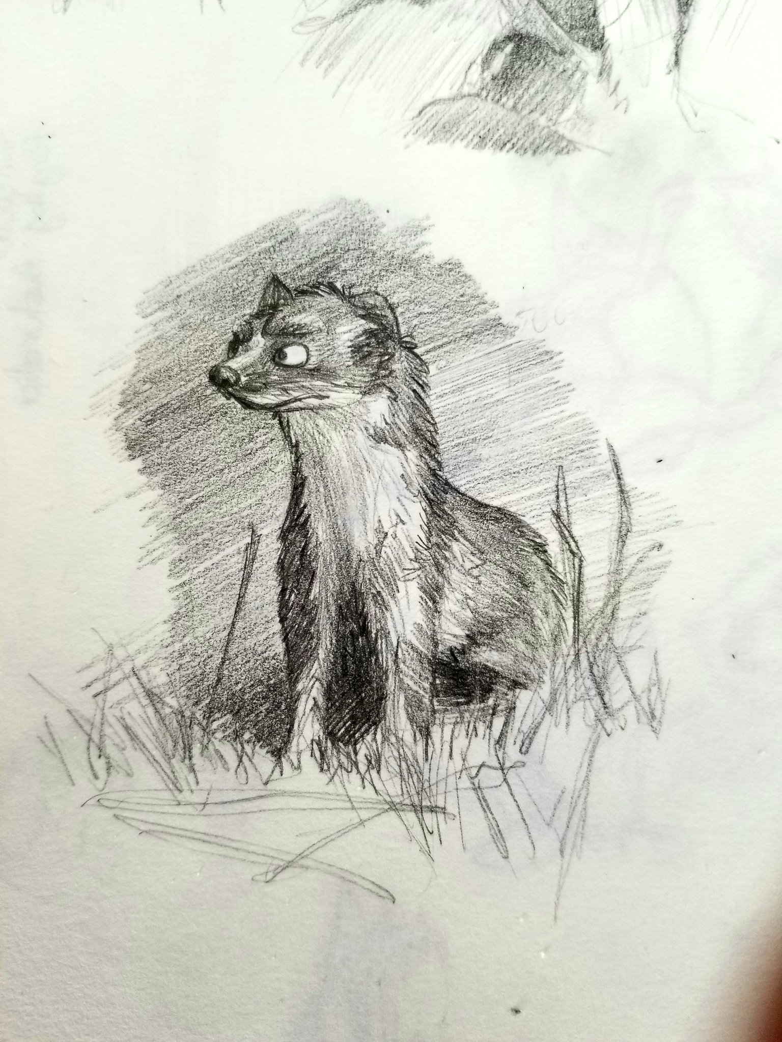 Weasel Drawing