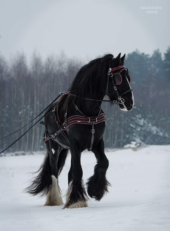 Solid Black Shire Horse