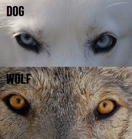 The Grey Wolves Eyes