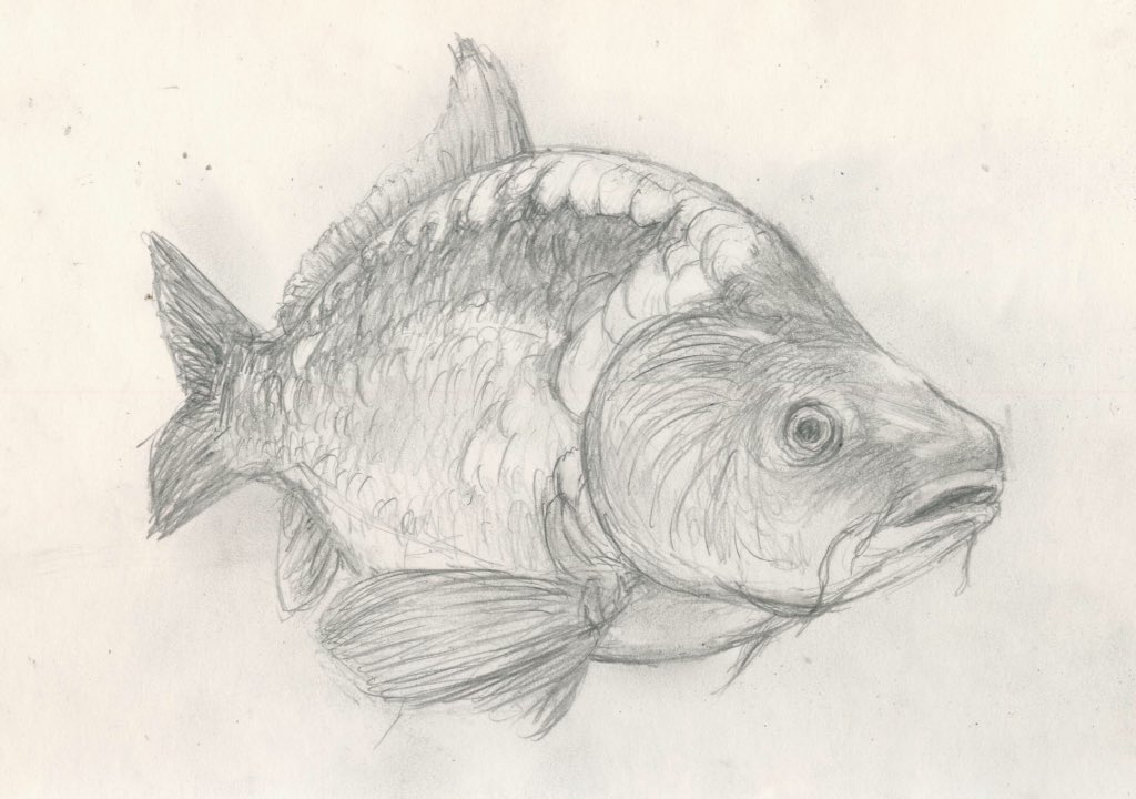 Carp Fish Drawing
