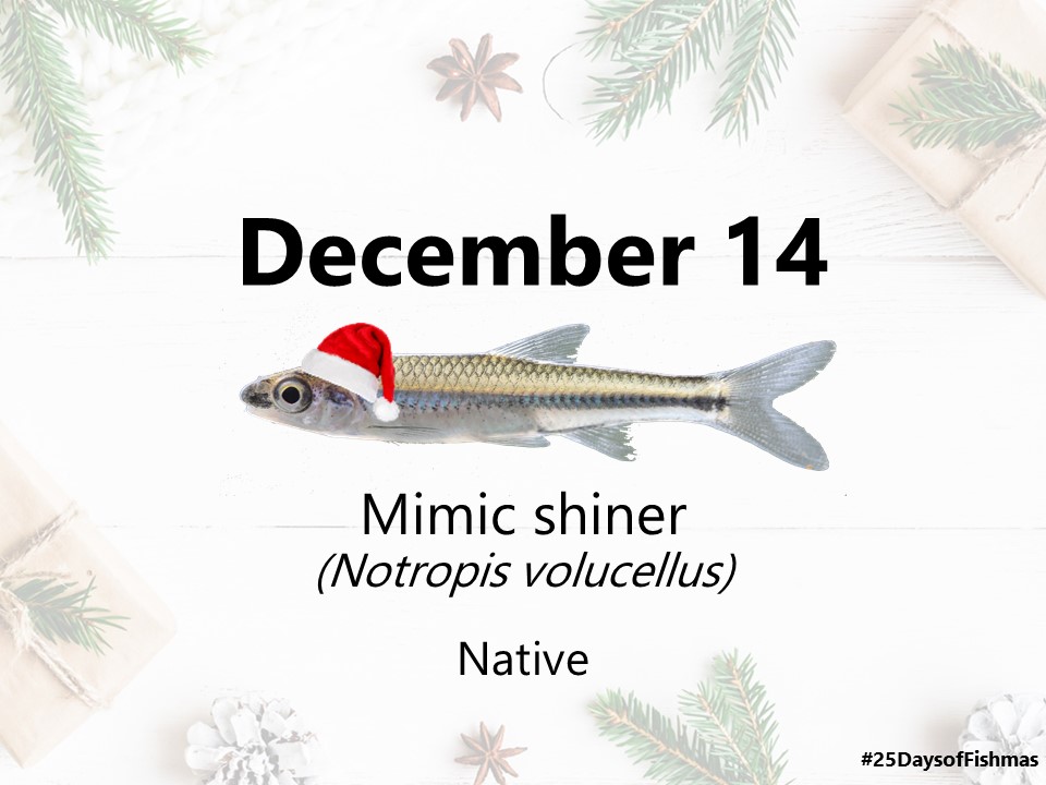 Mimic Shiner