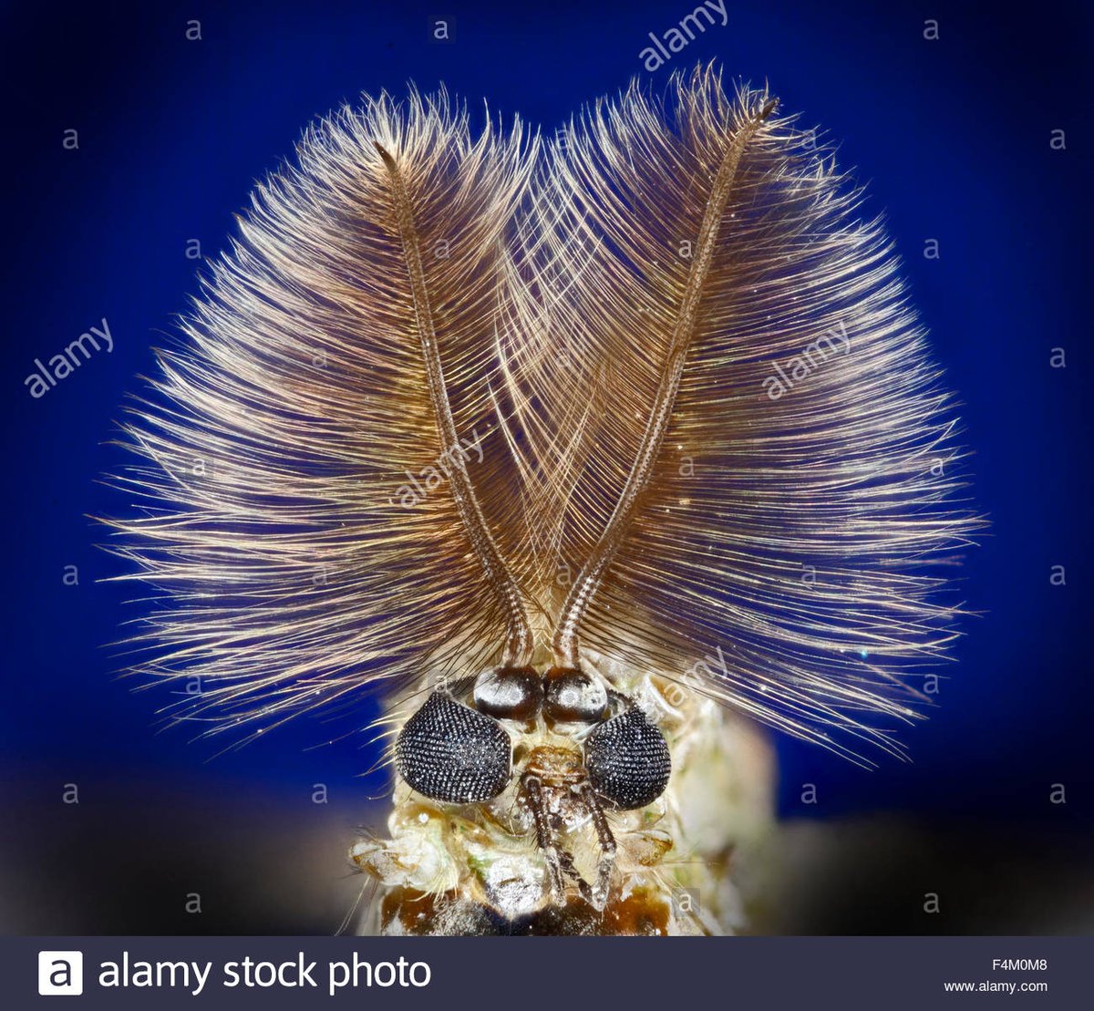 قرون الإستشعار Antenna أو الهوائيات أو الزبانيان هي زوجين من الزوائد ...